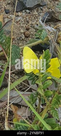 Small Grass-yellow (Eurema smilax Stock Photo - Alamy