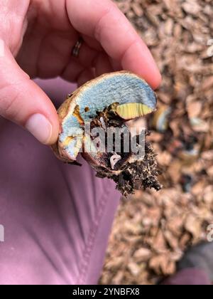 Liver Bolete (Suillellus amygdalinus Stock Photo - Alamy