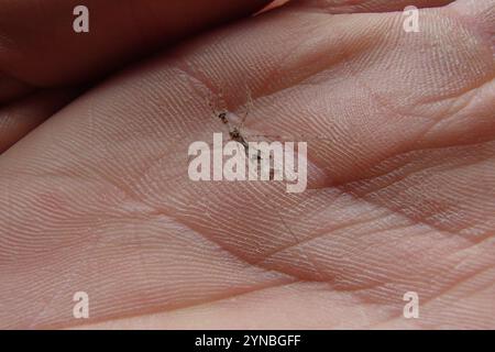 Spider Assassin Bugs (Stenolemus Stock Photo - Alamy