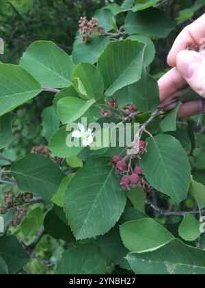 roundleaf shadbush (Amelanchier sanguinea Stock Photo - Alamy