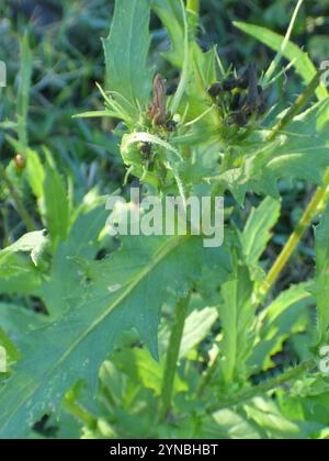 American burnweed (Erechtites hieraciifolius Stock Photo - Alamy