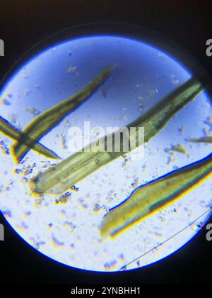 Green-tufted Stubble Moss (Weissia controversa Stock Photo - Alamy