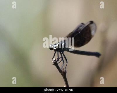 Formosan Damselfly (Euphaea formosa Stock Photo - Alamy