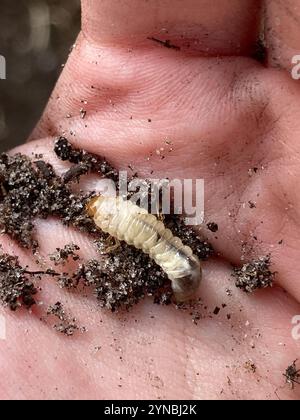 Scarabaeiform Beetles (Scarabaeiformia Stock Photo - Alamy