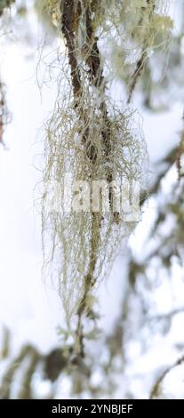 Fishbone Beard Lichen (Usnea dasopoga) Fungi Stock Photo - Alamy
