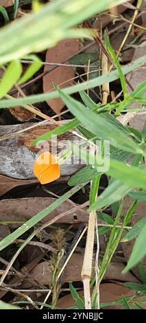 spade flower (Pigea stellarioides Stock Photo - Alamy
