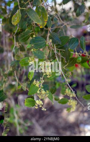 Ziziphus spina-christi, known as the Christ's thorn jujube. Twig with ...