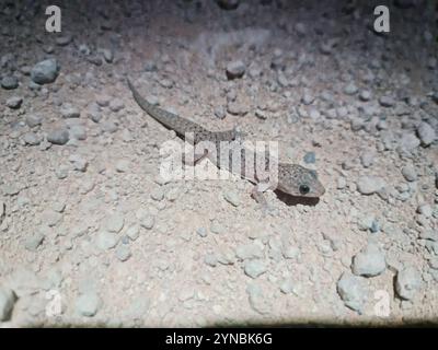 Southern Rock Dtella (Gehyra lazelli), Reptilia, Flinders Ranges SA ...