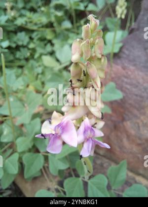 shrubby bean (Vigna frutescens Stock Photo - Alamy