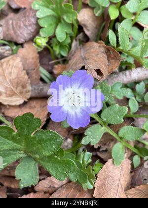 Texas baby blue eyes (Nemophila phacelioides Stock Photo - Alamy