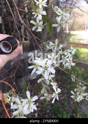 Running Serviceberry (Amelanchier stolonifera Stock Photo - Alamy