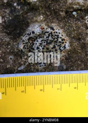 Smokey-eyed Boulder Lichen (Porpidia albocaerulescens) on a rock Stock ...