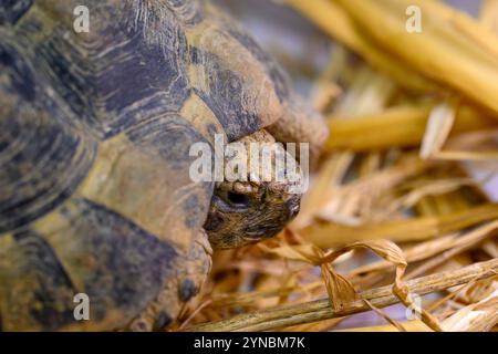 Close up of wild Moorish tortoise standing on green grass with small ...