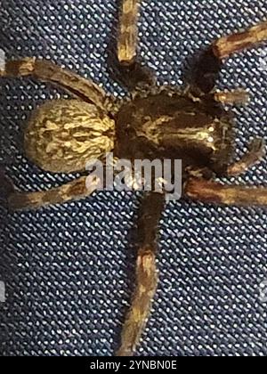 Black House Spider (Badumna insignis Stock Photo - Alamy