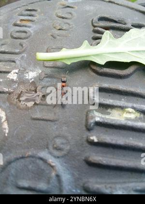 Graceful Twig Ant (Pseudomyrmex gracilis Stock Photo - Alamy