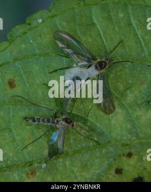Insect Destroyers (Entomophthorales Stock Photo - Alamy