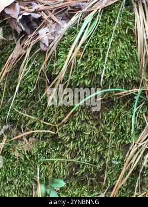 spoon-leaved moss (Bryoandersonia illecebra Stock Photo - Alamy