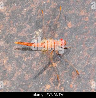 Little Scarlet (Crocothemis sanguinolenta Stock Photo - Alamy