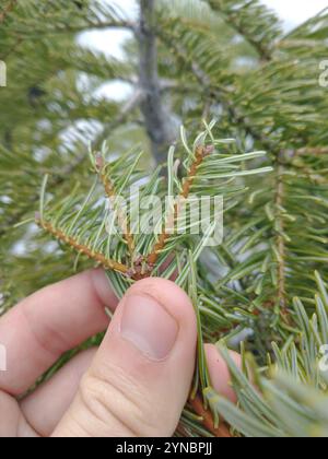 Sierra White Fir (Abies concolor lowiana Stock Photo - Alamy