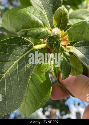 nacapul (Ficus cotinifolia Stock Photo - Alamy