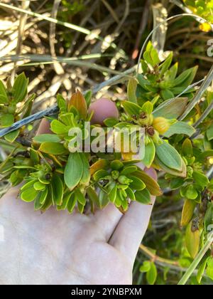 Beach-creeper (Ernodea littoralis Stock Photo - Alamy