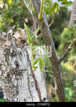 Giant Asian Mantis (Hierodula patellifera) Insecta Stock Photo - Alamy