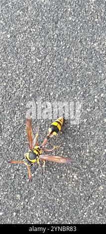Yellow-and-black Potter Wasp (Delta campaniforme) Insecta Stock Photo ...