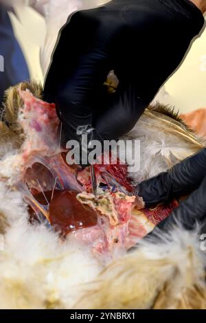 Dr Shira, a veterinary surgeon is performing an autopsy on a black kite ...