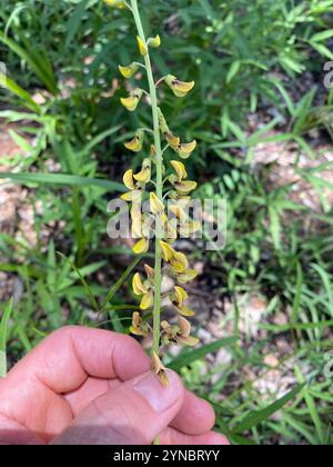 lanceleaf rattlebox (Crotalaria lanceolata Stock Photo - Alamy