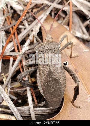 Florida Leaf-footed Bug (Acanthocephala femorata) Insecta Stock Photo ...