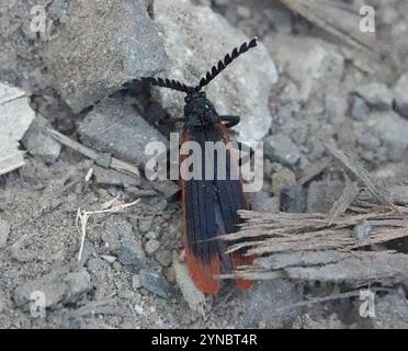 Red-winged Lycid (Porrostoma rufipenne Stock Photo - Alamy