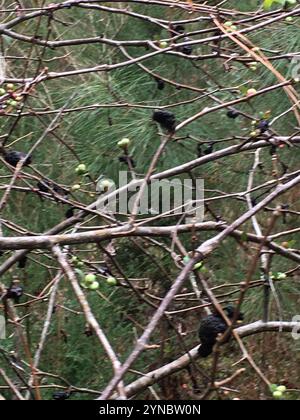 quince rust (Gymnosporangium clavipes Stock Photo - Alamy