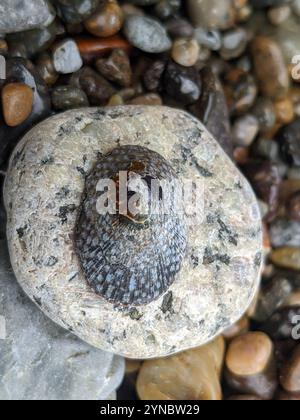Mask Limpet (Lottia persona Stock Photo - Alamy
