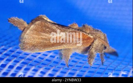 Old World Goat Moths (Metarbelidae Stock Photo - Alamy