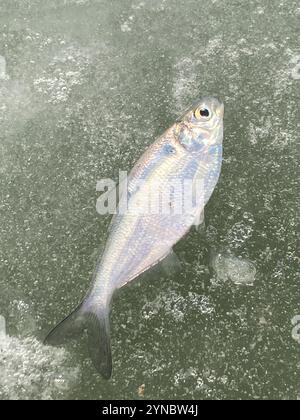 American Gizzard Shad (Dorosoma cepedianum Stock Photo - Alamy
