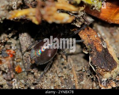 Rock Weavers (Titanoecidae Stock Photo - Alamy