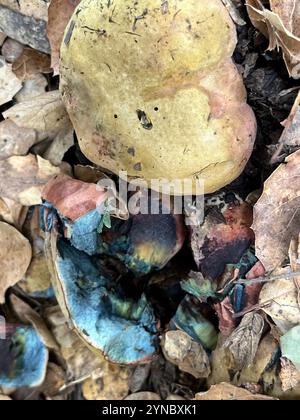 Liver Bolete (Suillellus amygdalinus Stock Photo - Alamy