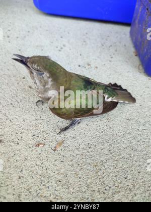 New Zealand Shining Bronze-Cuckoo (Chalcites lucidus lucidus), Aves, Te ...