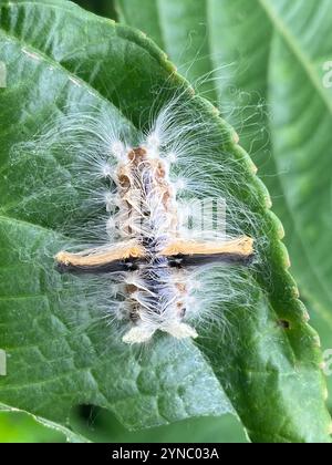 New World Flannel Moths (Megalopygidae Stock Photo - Alamy