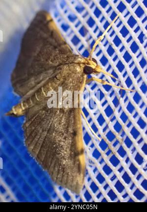 Bean-leaf Webworm Moth (Omiodes indicata), Insecta, Santo Antão, Cape ...