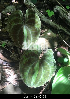 variegated monkey ball vine (Dioscorea dodecaneura Stock Photo - Alamy