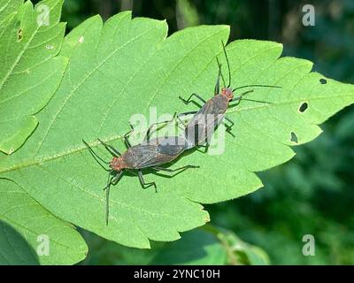 Old World Soapberry Bugs (Leptocoris Stock Photo - Alamy