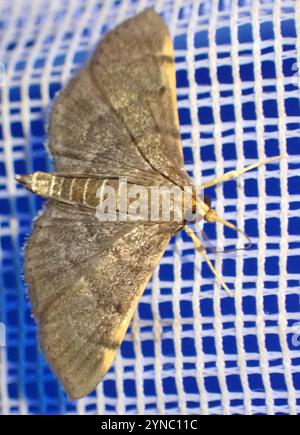 Bean-leaf Webworm Moth (Omiodes indicata Stock Photo - Alamy