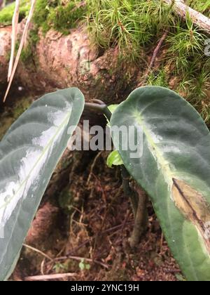 radiator plants (Peperomia Stock Photo - Alamy