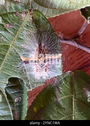 New World Flannel Moths (Megalopygidae) Insecta Stock Photo - Alamy