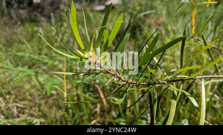 Narrow-leaf Geebung (Persoonia linearis Stock Photo - Alamy