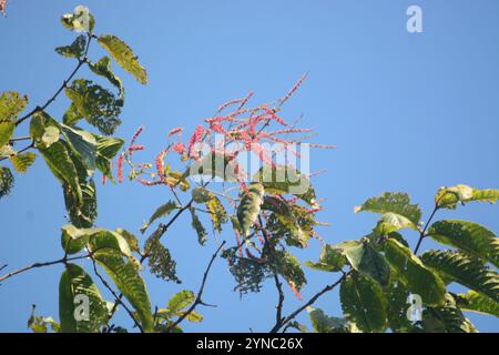 jhalna (Terminalia myriocarpa Stock Photo - Alamy