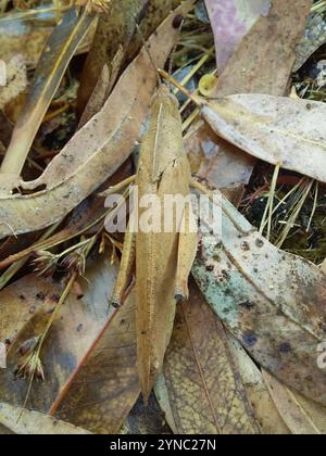 The Common Gumleaf Grasshopper (Goniaea australasiae) is brown in ...
