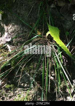White-grained Mountain-ricegrass (Oryzopsis asperifolia Stock Photo - Alamy