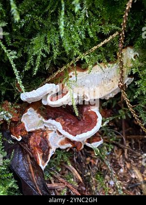 Conifer-base Polypore (Heterobasidion annosum) Fungi Stock Photo - Alamy